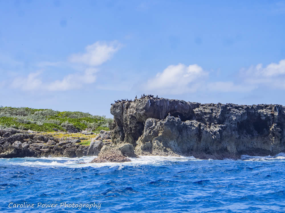 Islas del Cisne - HN - Chipes